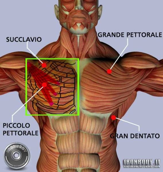 sistema muscolare